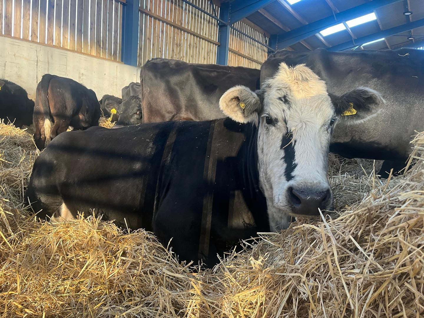 Meet the animals – Mainsgill Farmshop