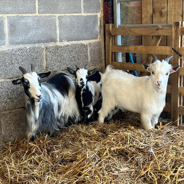 Meet the animals – Mainsgill Farmshop