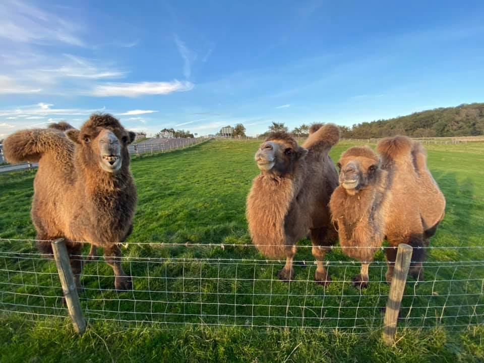 Contact Us – Mainsgill Farmshop