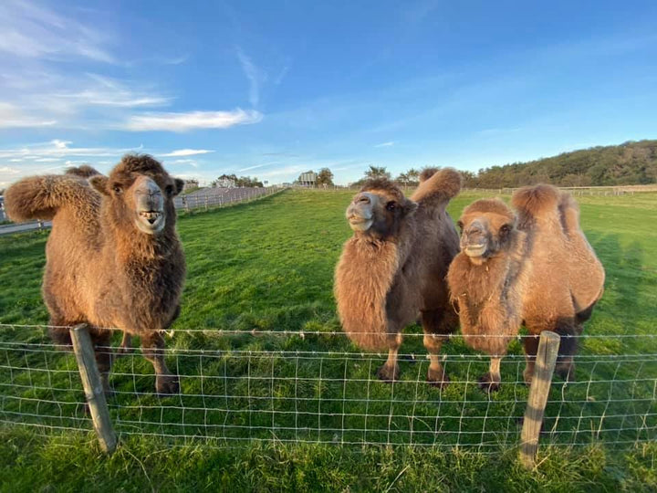 Contact Us – Mainsgill Farmshop