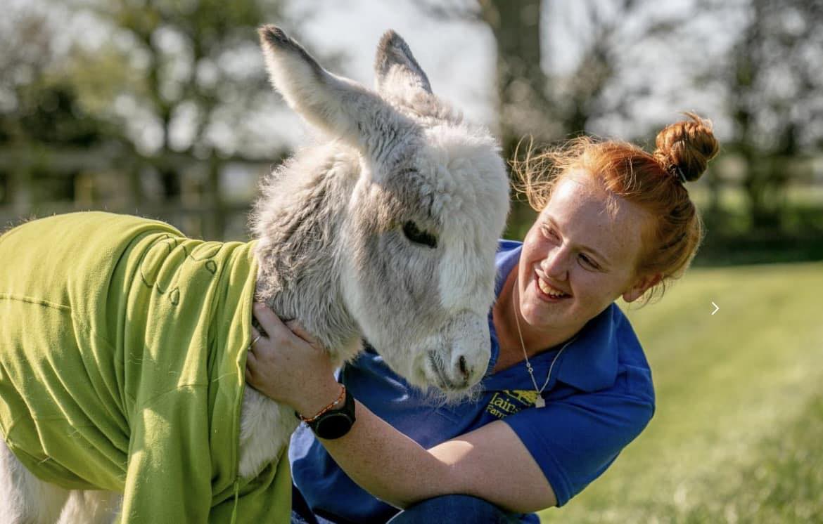 Meet the animals – Mainsgill Farmshop