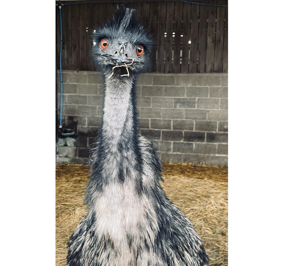 Meet the animals – Mainsgill Farmshop