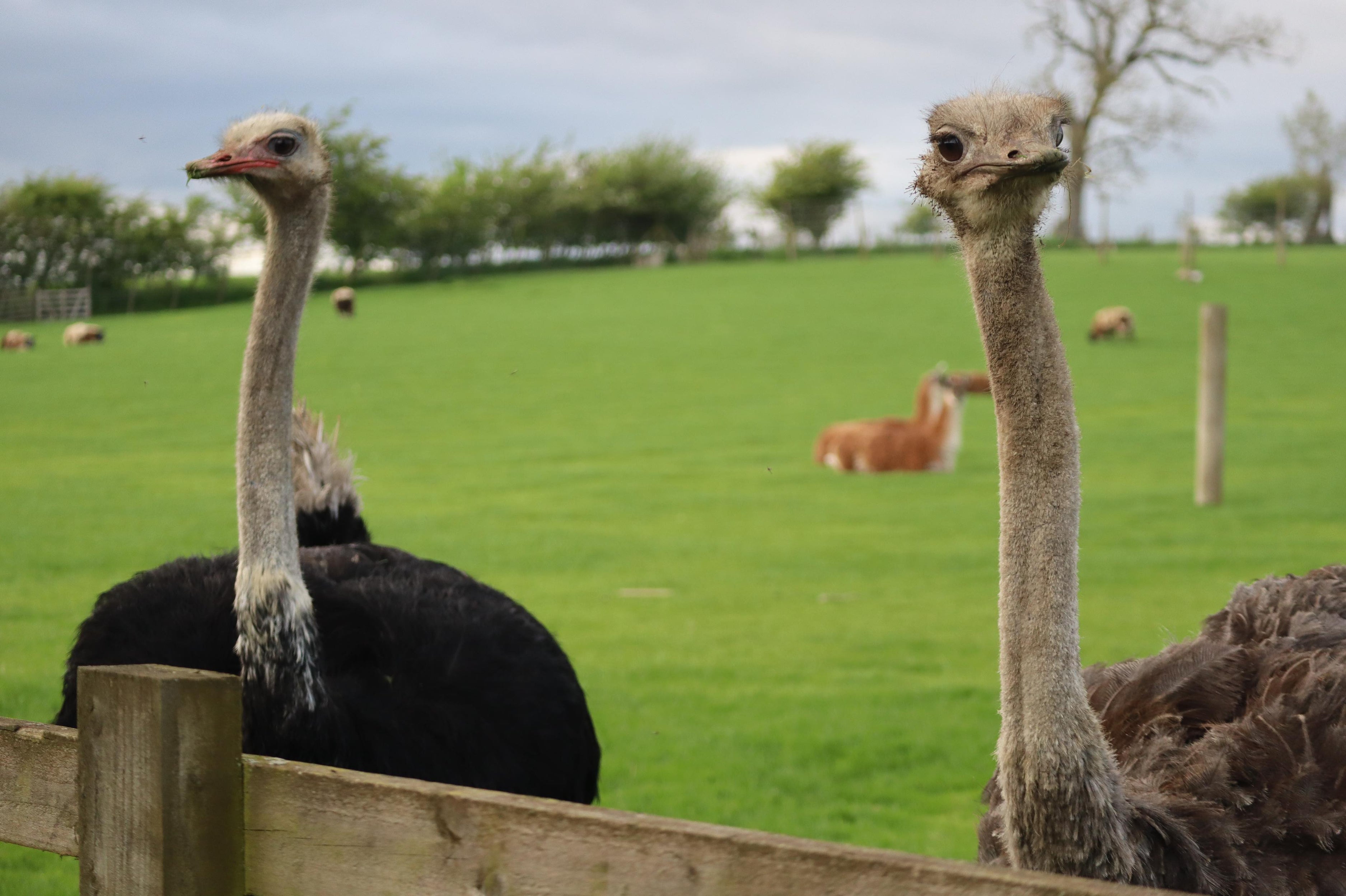 Meet the animals – Mainsgill Farmshop