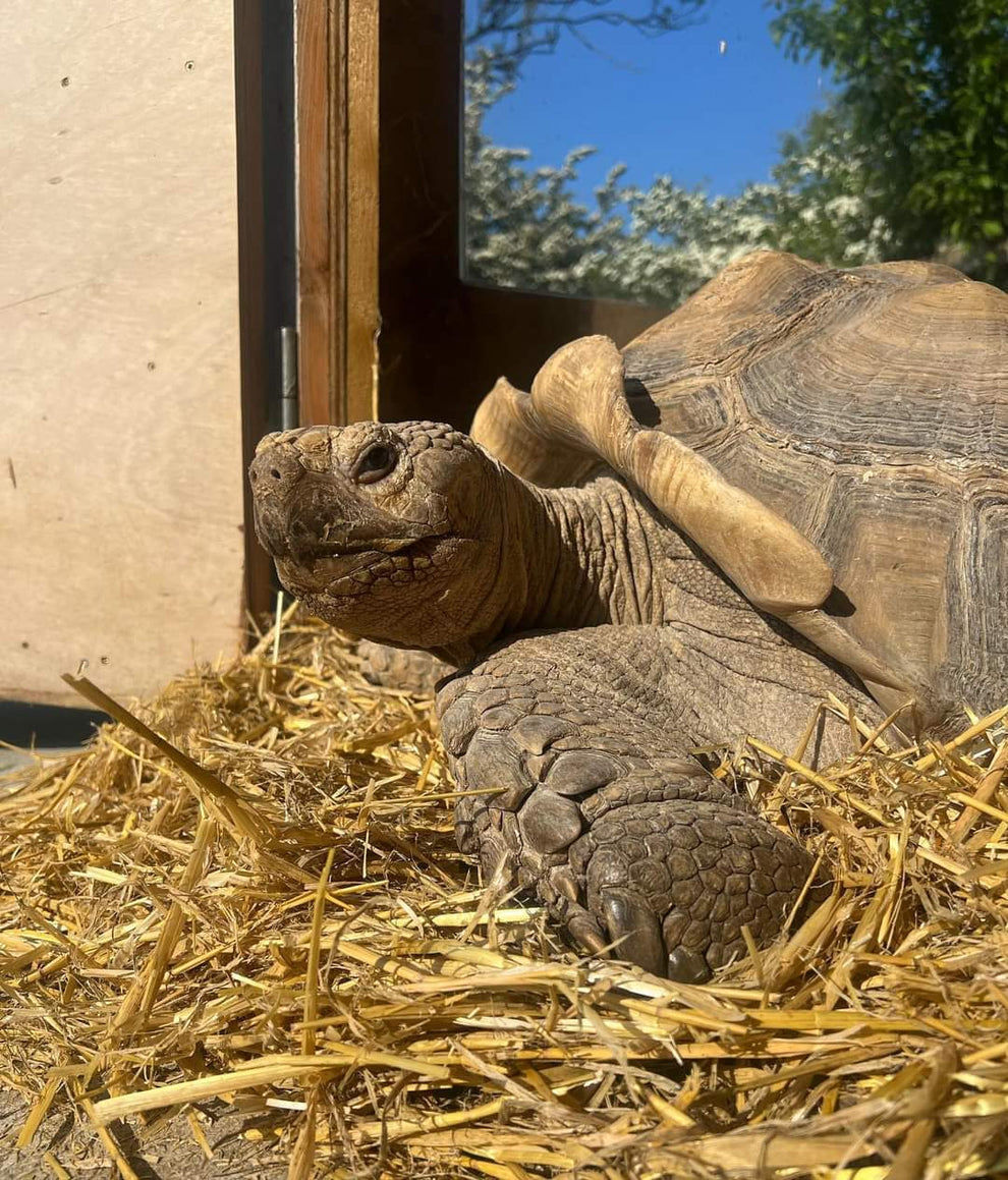 Meet the animals – Mainsgill Farmshop